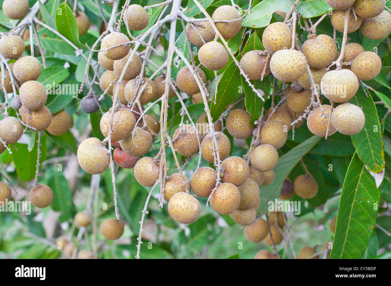 Longan on the green tree Stock Photo - Alamy