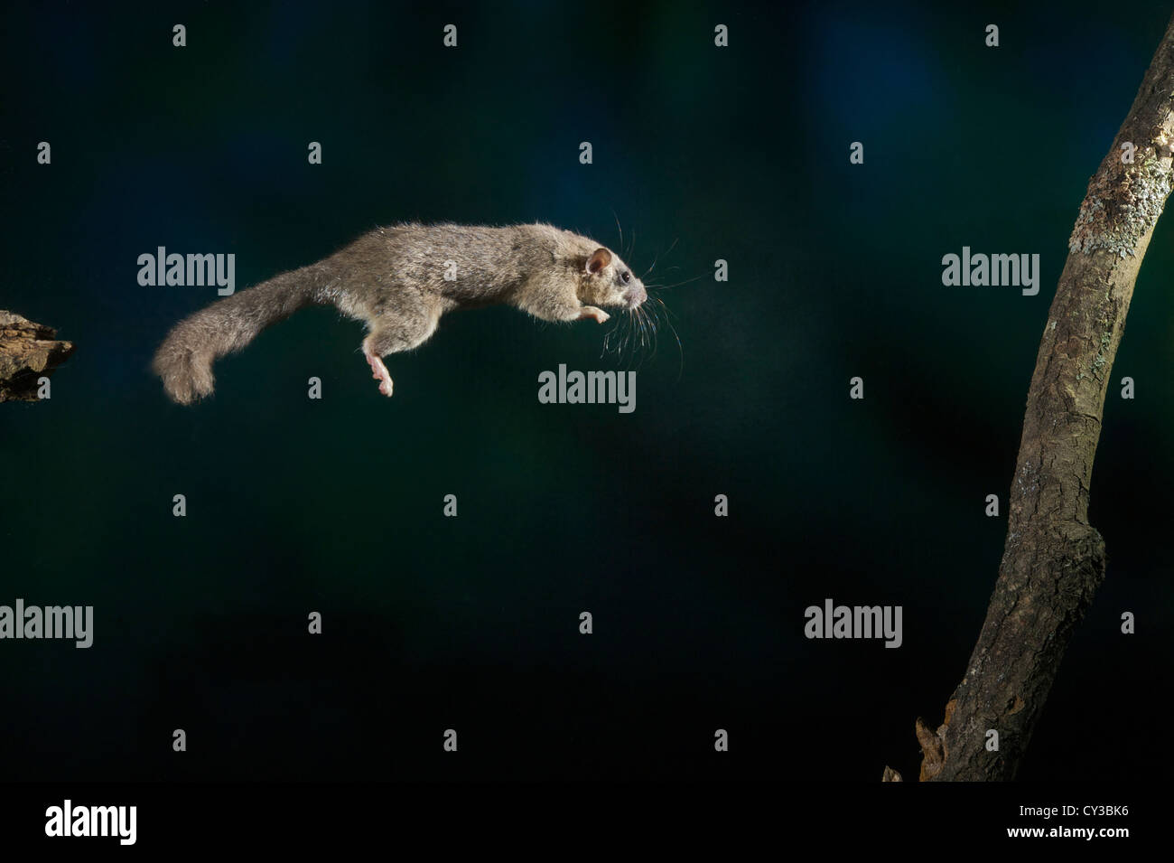 Glis glis hi-res stock photography and images - Alamy