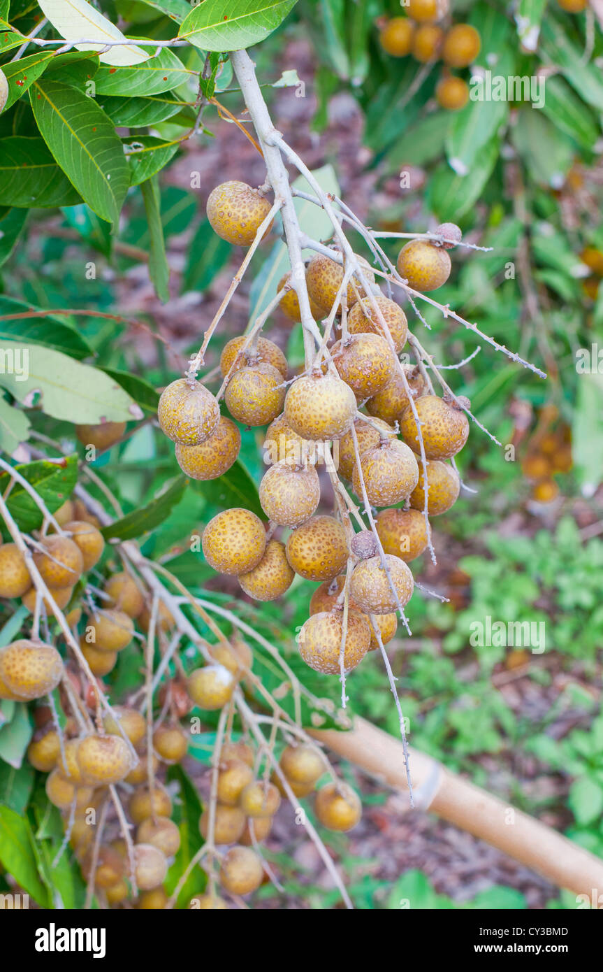 Longan on the green tree Stock Photo - Alamy