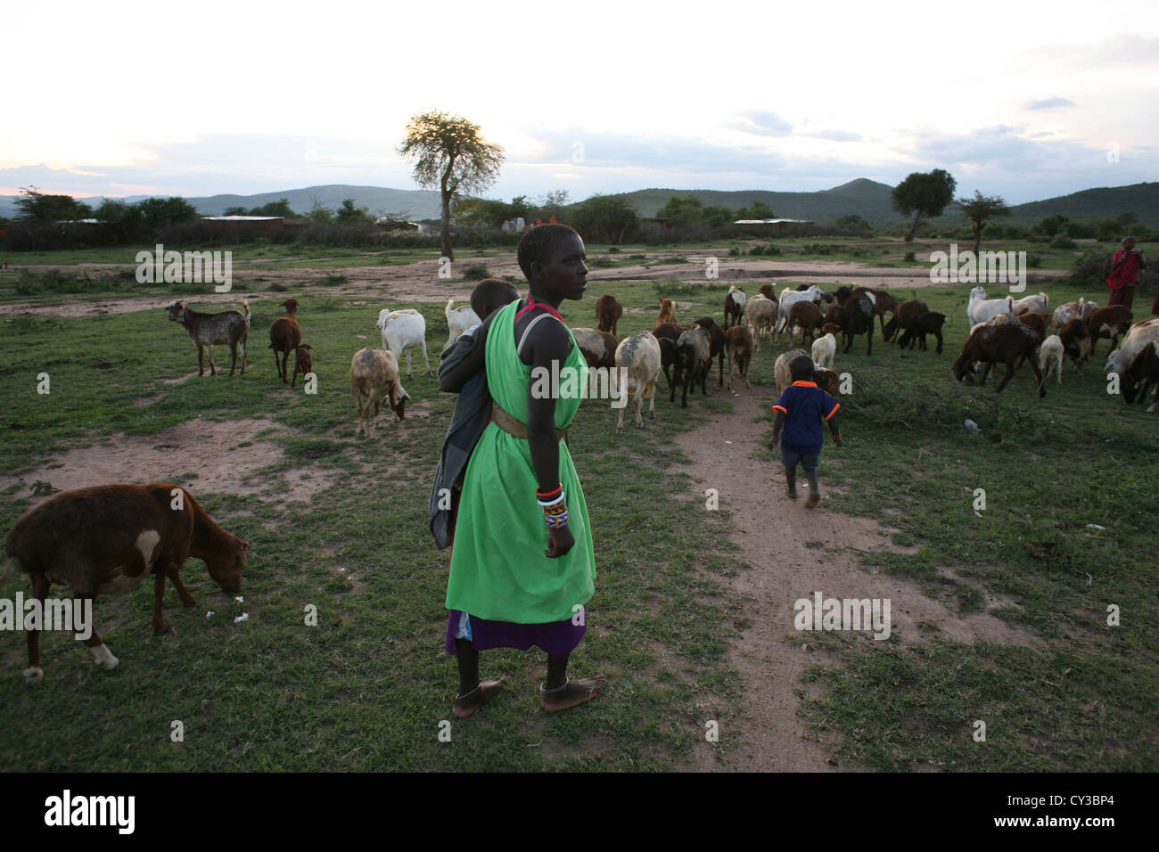 Maasai tribe in Kenyafarming, farm, agriculture, goat, goats, sheep ...