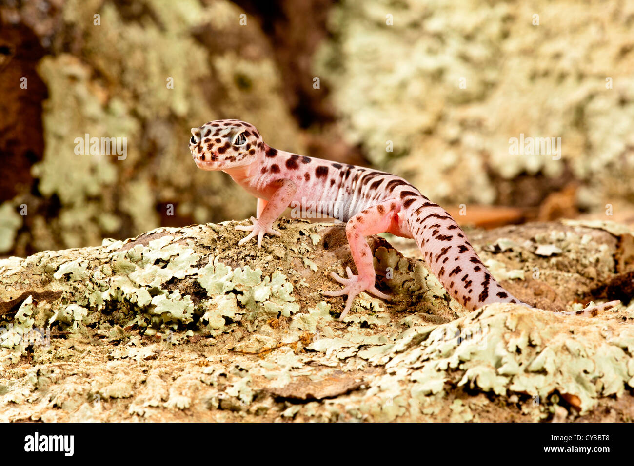 Banded Gecko, Coleonyx variegatus, South East Arizona Stock Photo - Alamy
