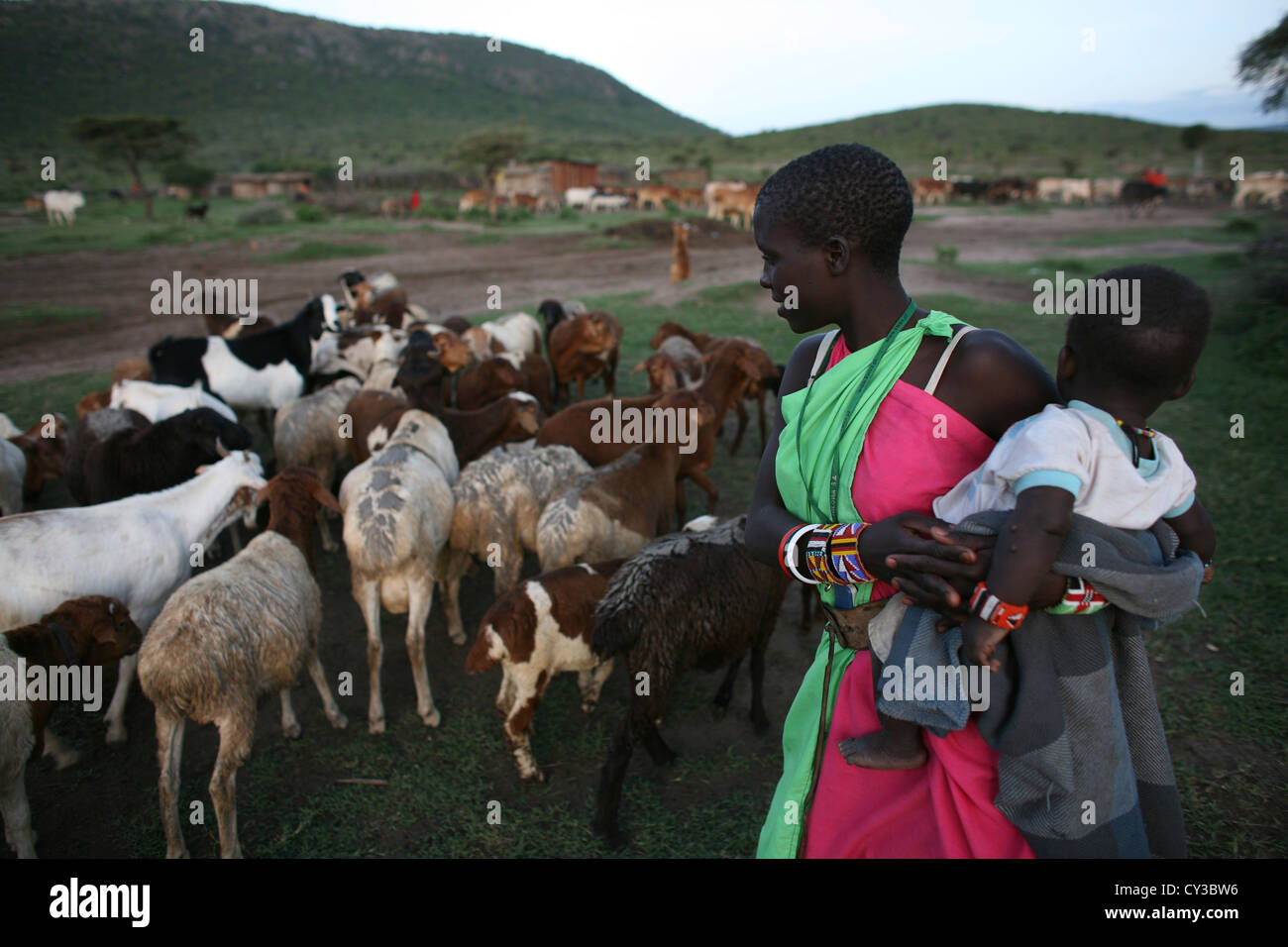 Maasai tribe in Kenyafarming, farm, agriculture, goat, goats, sheep ...