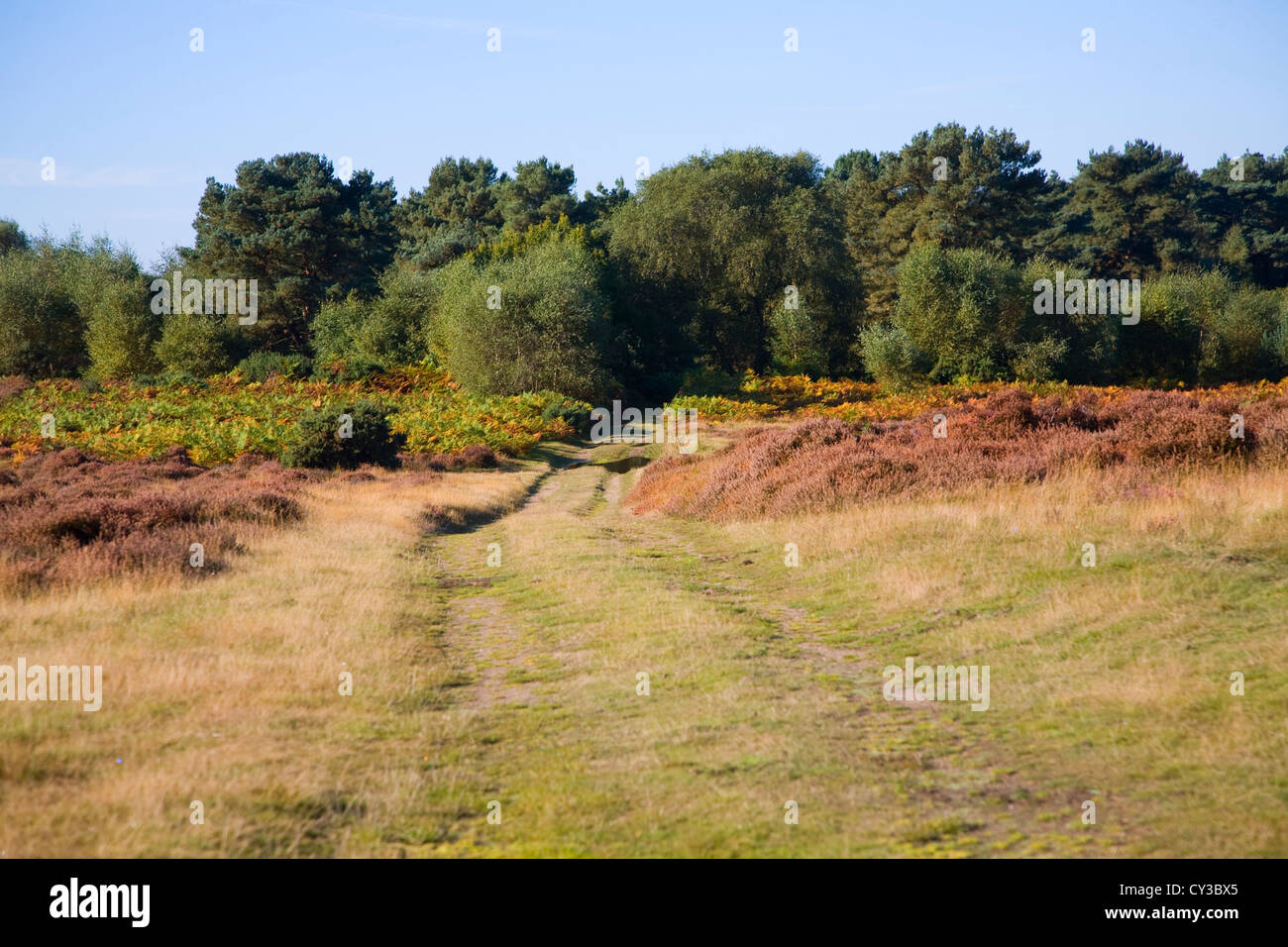 Heathland landscape hi-res stock photography and images - Alamy