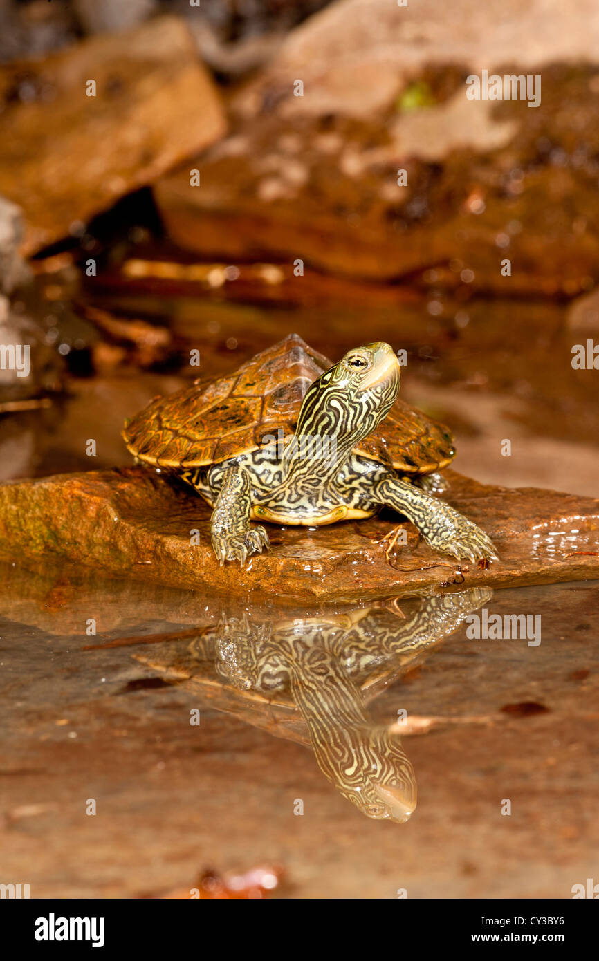 Map turtle hi-res stock photography and images - Alamy