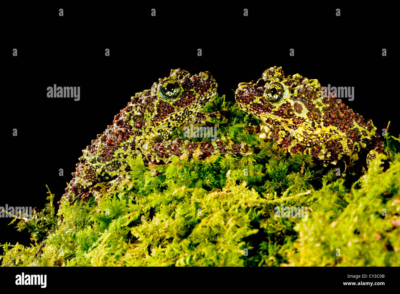Vietnamese Mossy Frog, Theloderma corticale, Native to Vietnam Stock ...