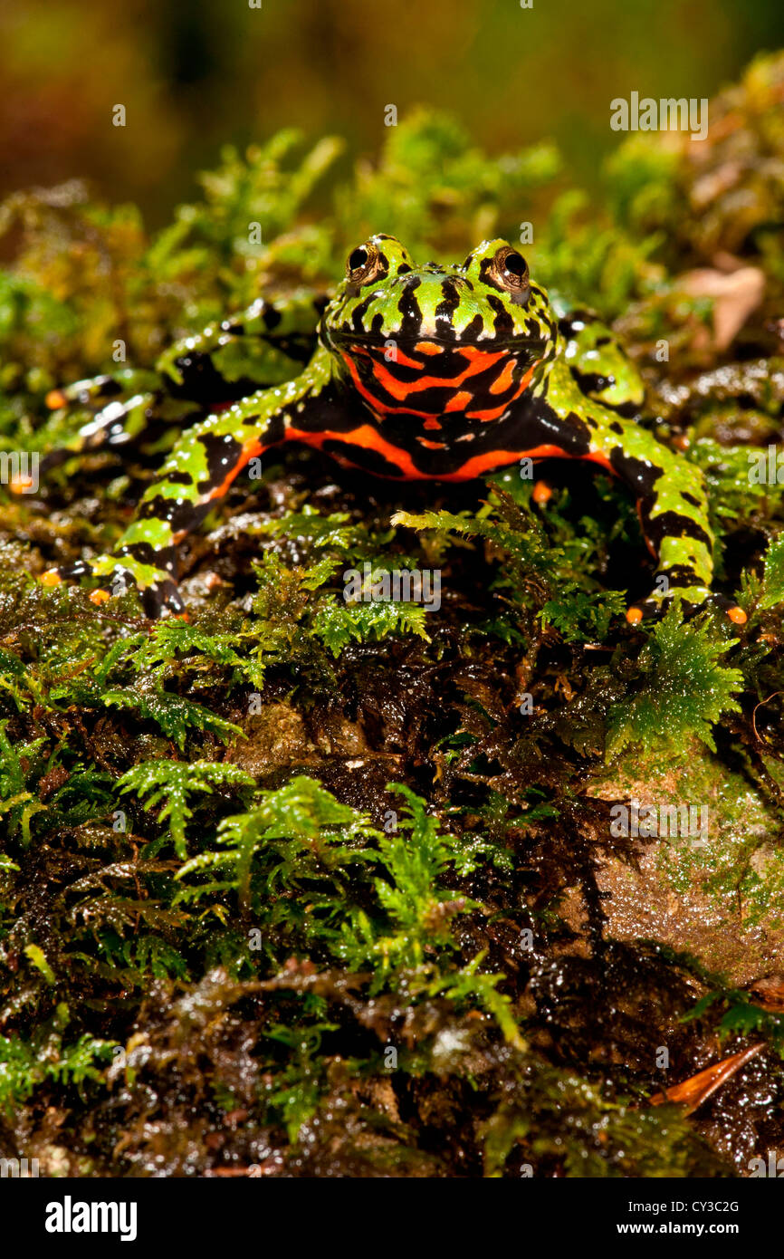 Fire Belly Toad Bombina orientalis Native to Korea and NE China Stock ...