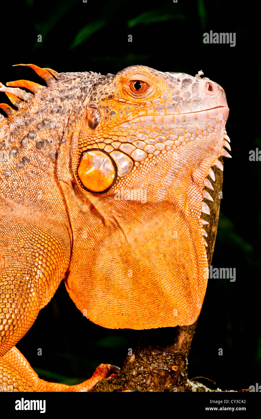 Green Iguana, Iguana iguana, Native to Mexico and Central America Stock ...