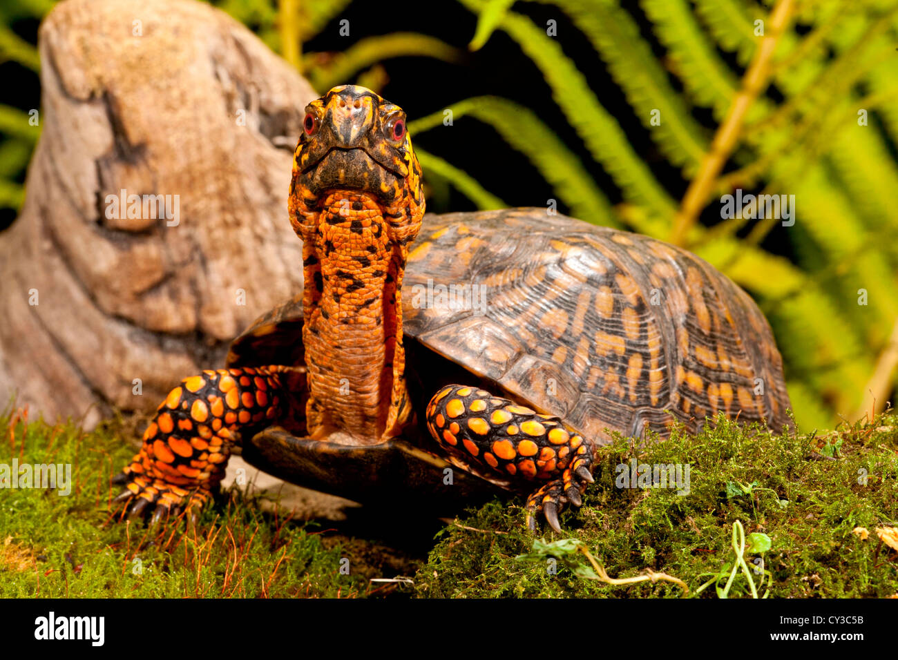 Eastern box turtle hi-res stock photography and images - Alamy
