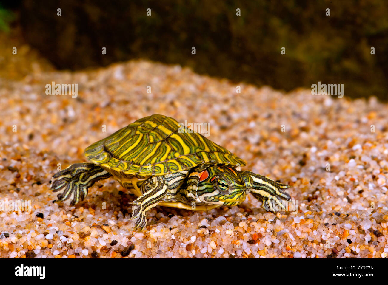 Ornate Red Ear Turtle, Chrysemys scripta elegans, Native to Southern US ...