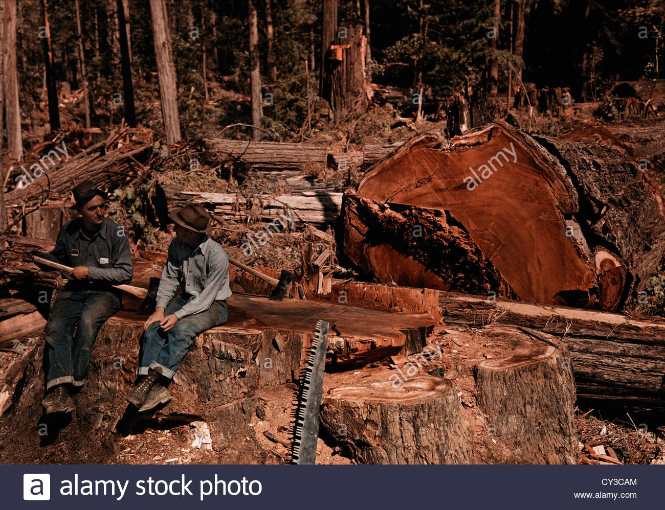 Lumbermen Stock Photos & Lumbermen Stock Images - Alamy