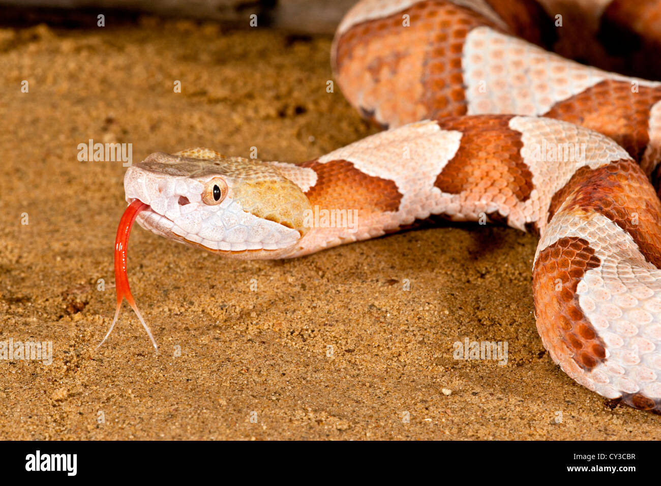 Southern Copperhead, Agkistrodon contortrix contortrix, Native to South ...