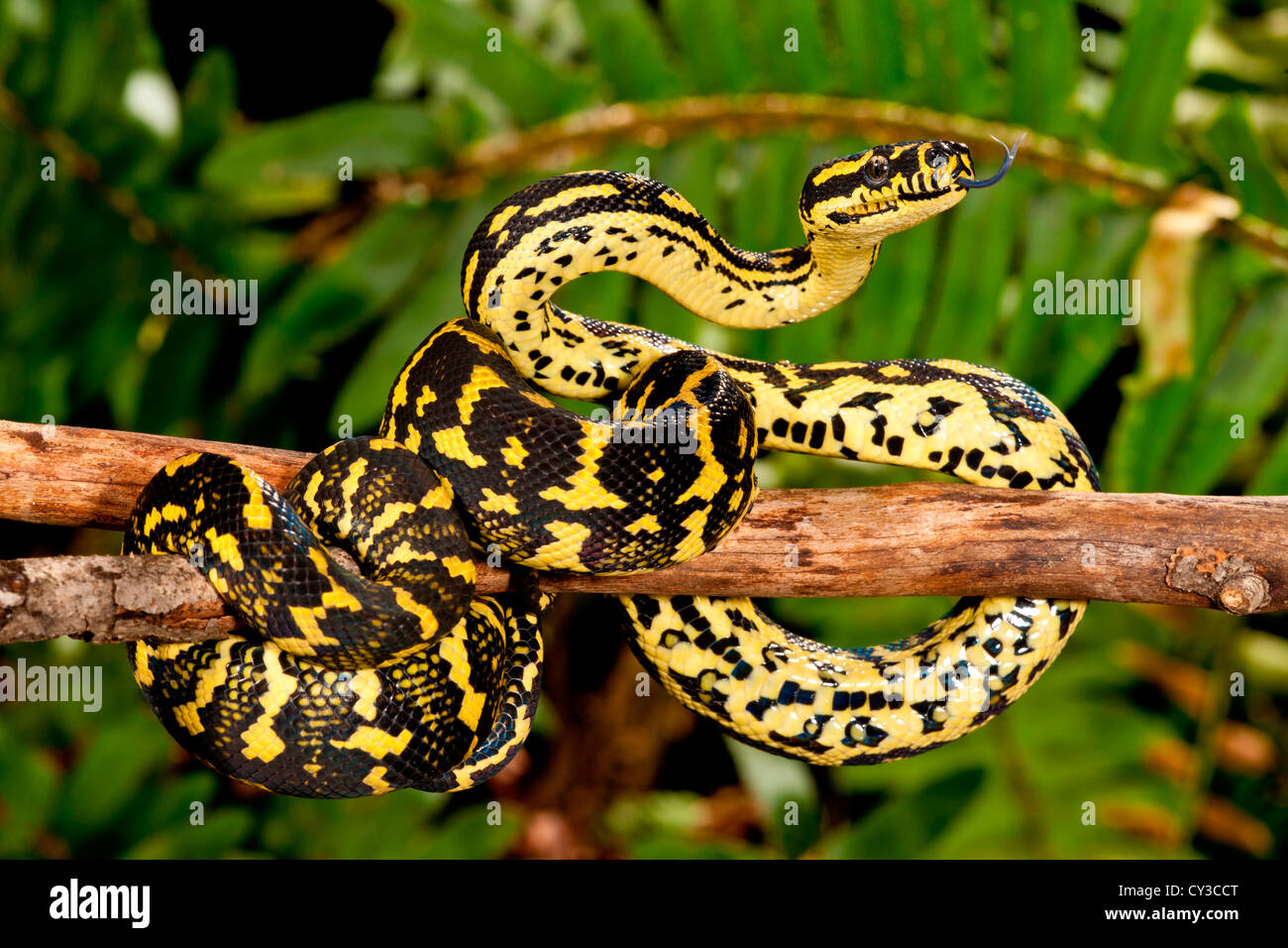Spilotes variegata hi-res stock photography and images - Alamy