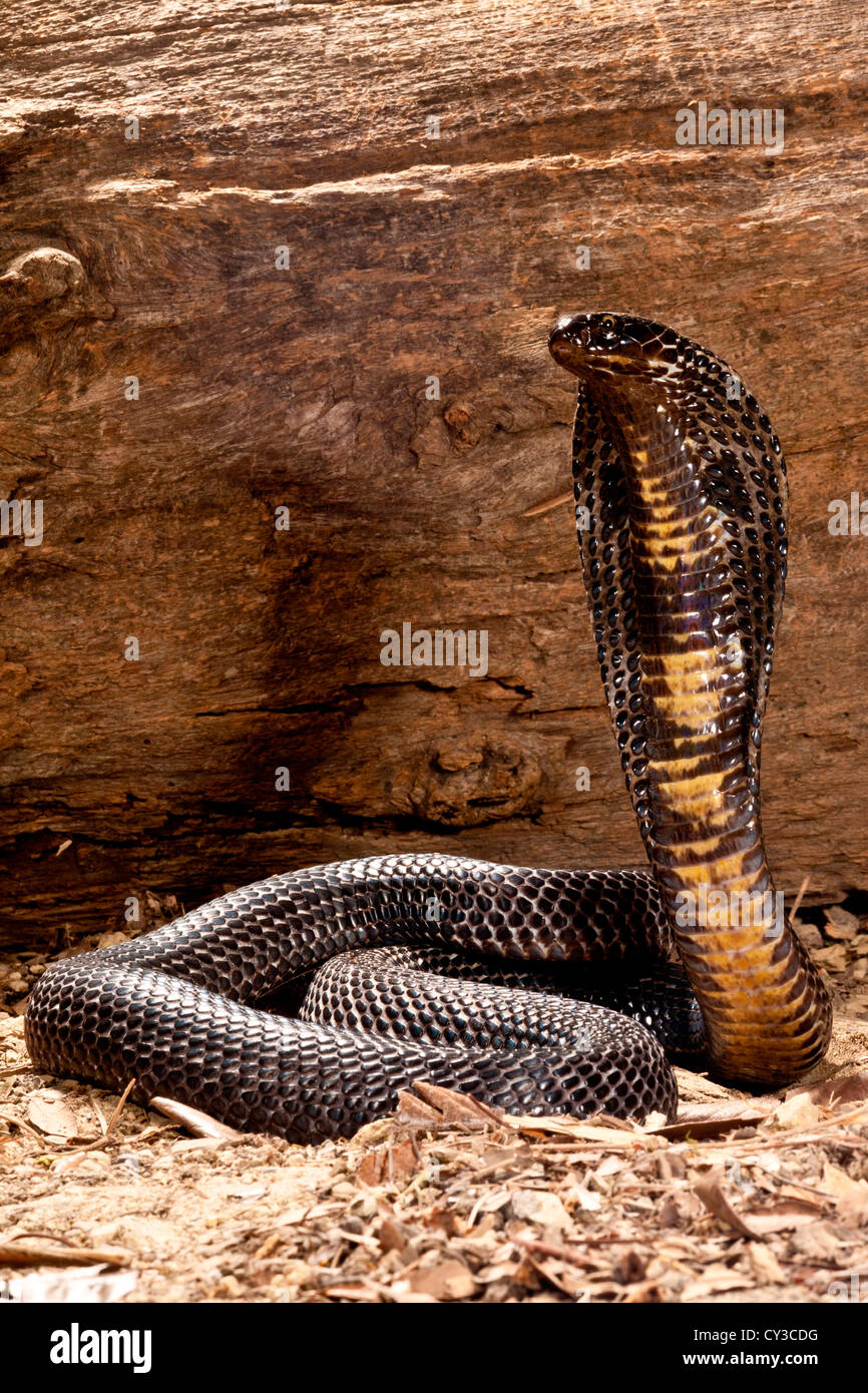 Pakistani Black Cobra, Naja naja karachiensis, Native to Pakistan and ...