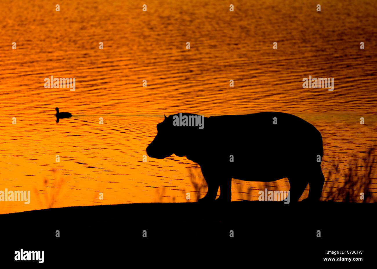 Hippo sunset hi-res stock photography and images - Alamy