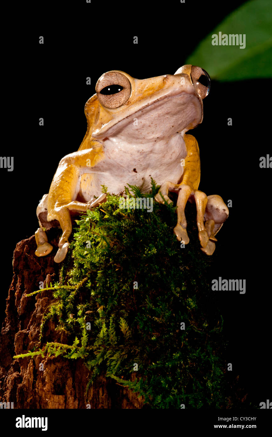 Borneo Eared Frog, Polypedates otilophus, Native to Borneo. Habitat ...