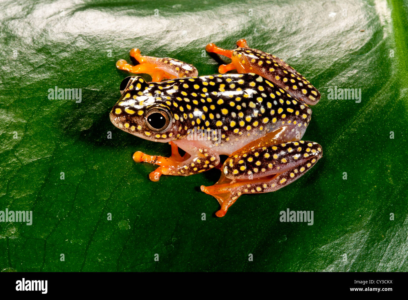 Starry night reed frog hi-res stock photography and images - Alamy