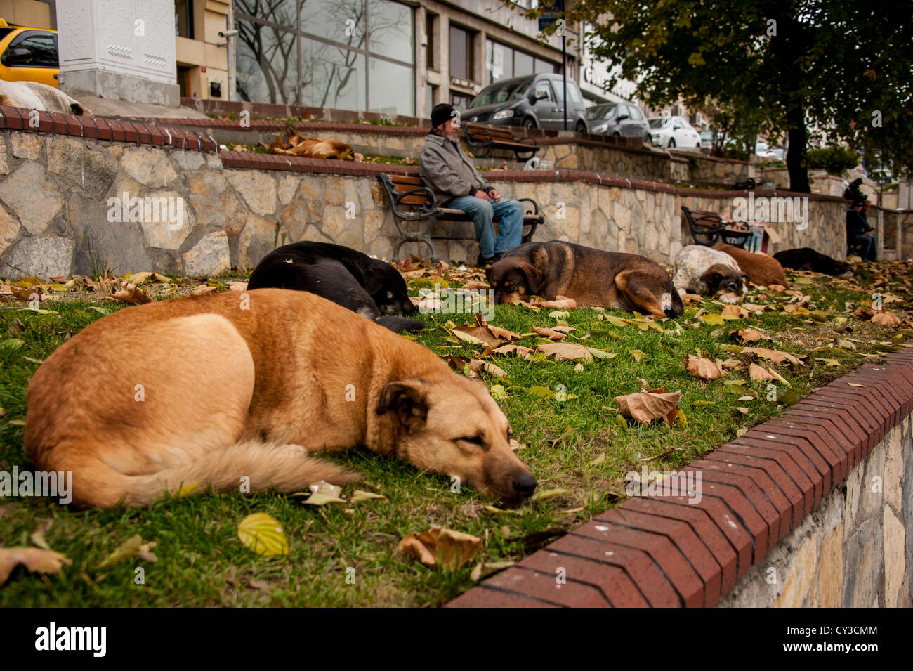 Homeless dogs in Istanbul, Turkey Stock Photo - Alamy