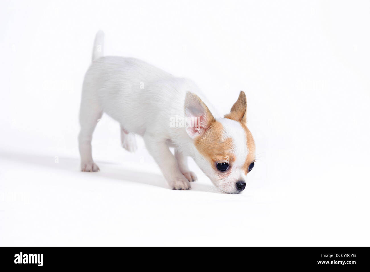 Chihuahua puppy portrait Stock Photo - Alamy
