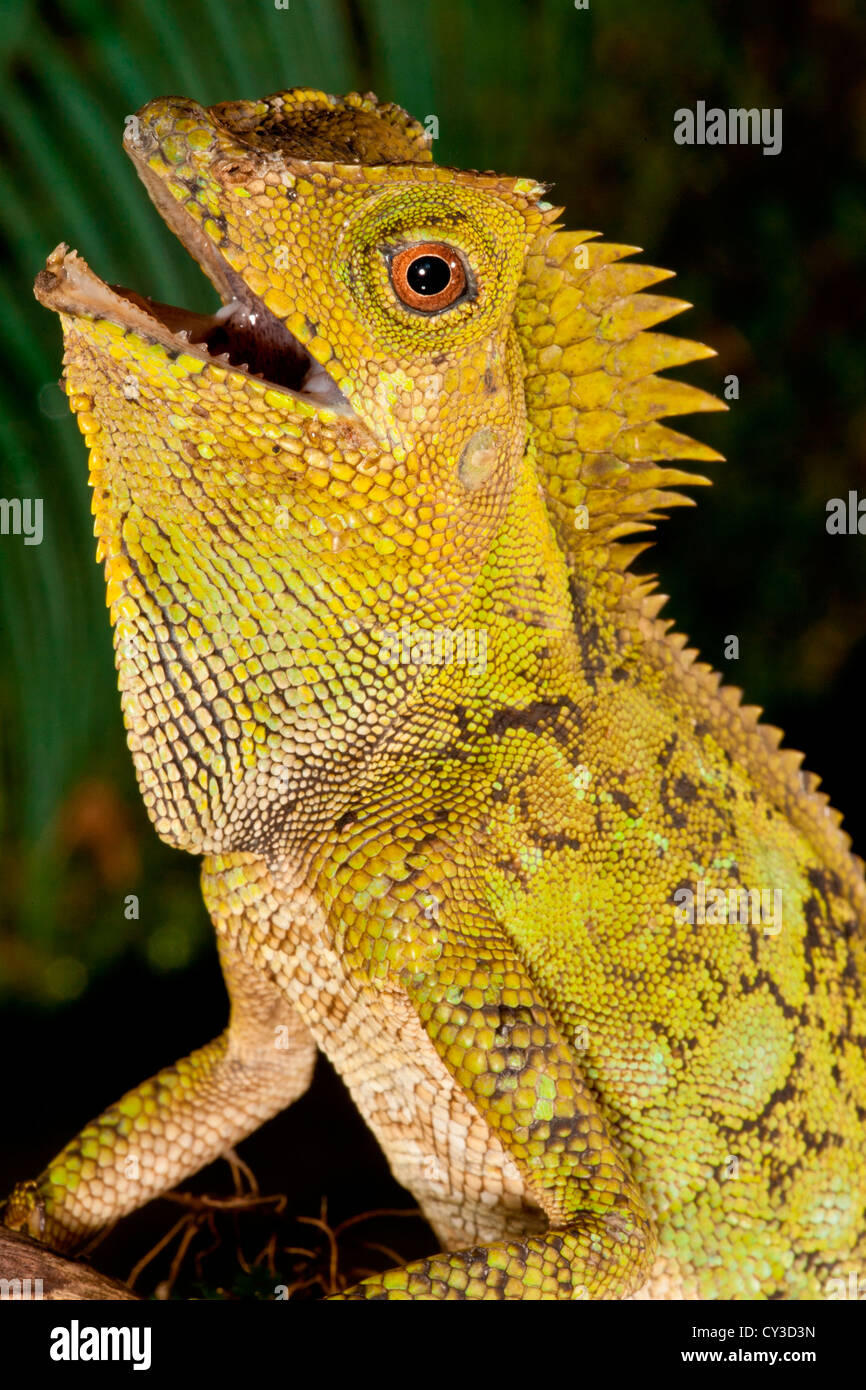 Crested Dragon Lizard