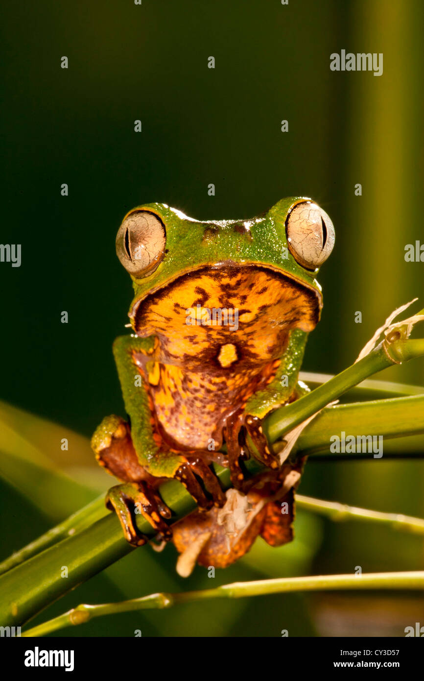 Razor Backed Monkey Frog (Phyllomedusa hypocondryialis azurea) Native ...