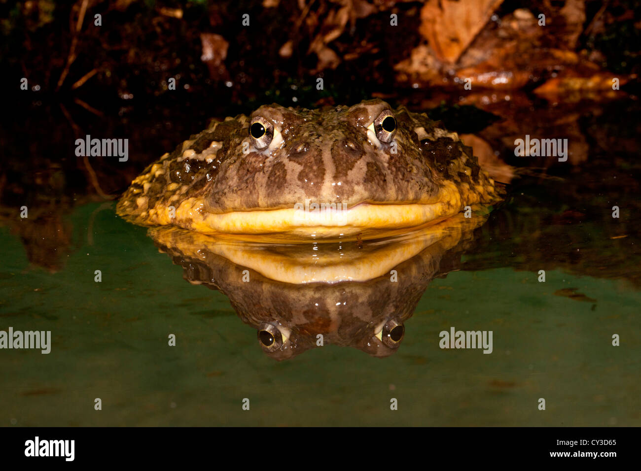 African Burrowing Bullfrog, Pyxicephalus adspersus, Native to Southern ...