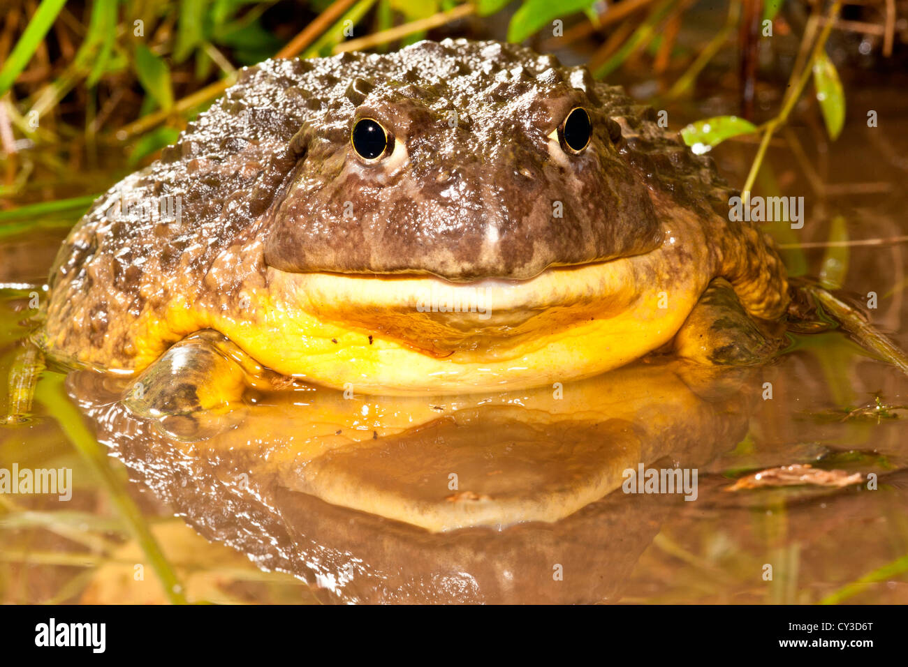 Burrowing Frog Stock Photos & Burrowing Frog Stock Images - Alamy