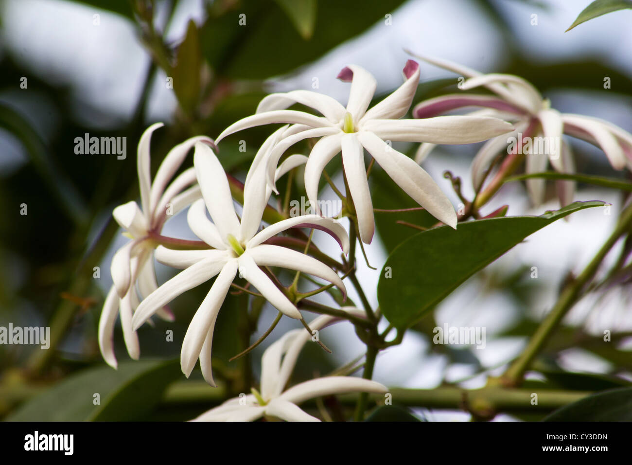 Close-up of jasmine flowers on white background Stock Photo - Alamy