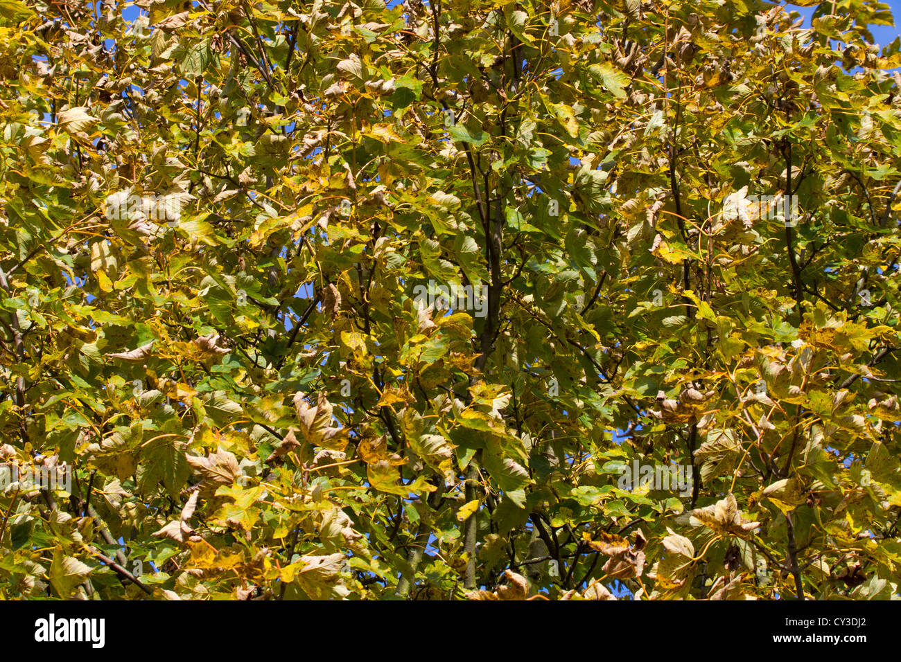 Branch bright autumn leafs hi-res stock photography and images - Alamy