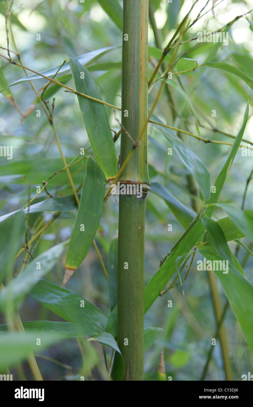 Bamboo stem in profile Stock Photo - Alamy