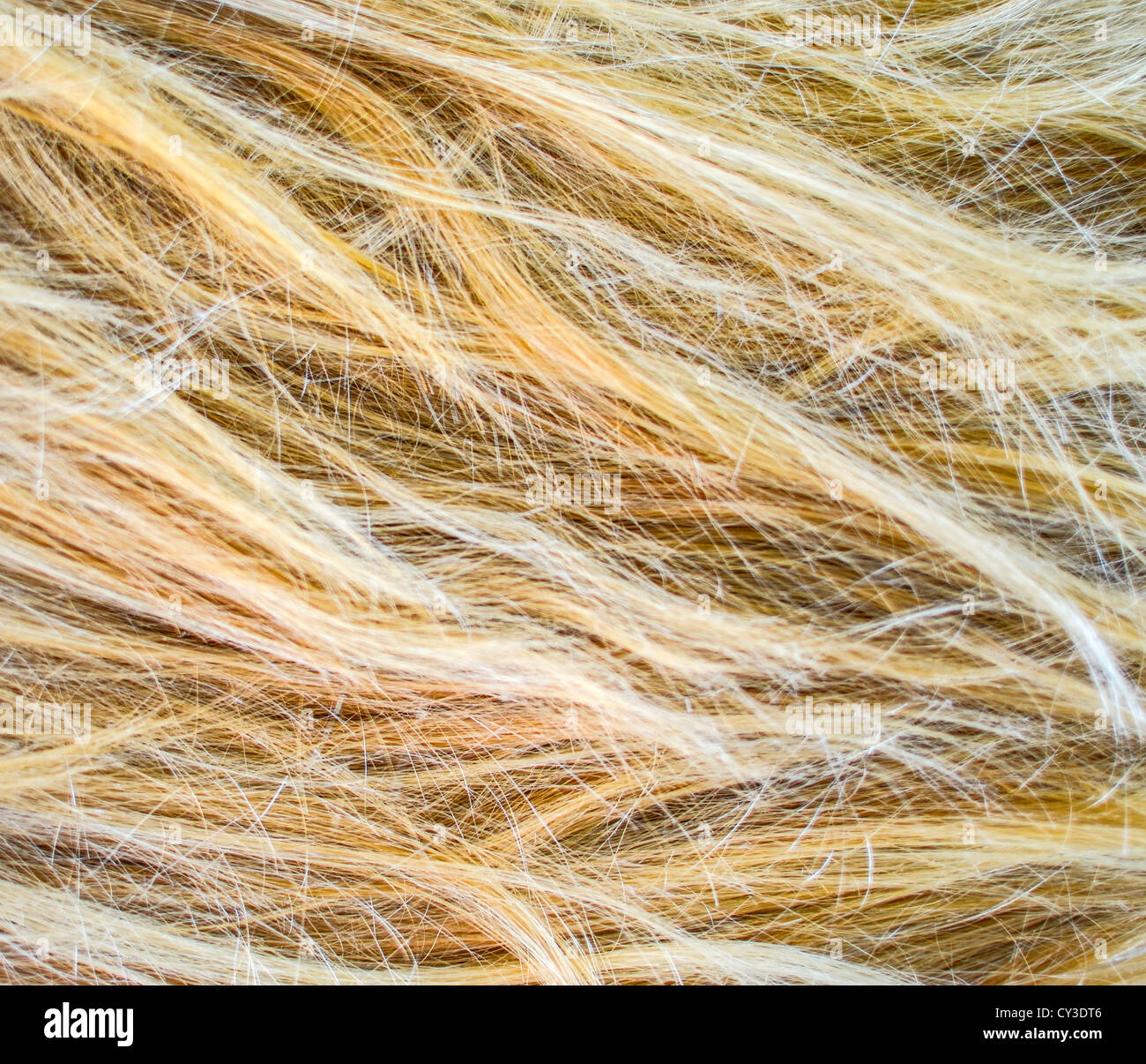 Gold locks of hair hi-res stock photography and images - Alamy