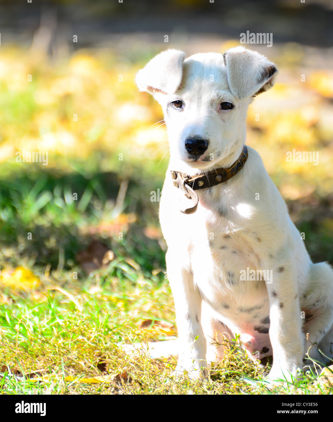 Cute small dog portrait Stock Photo - Alamy