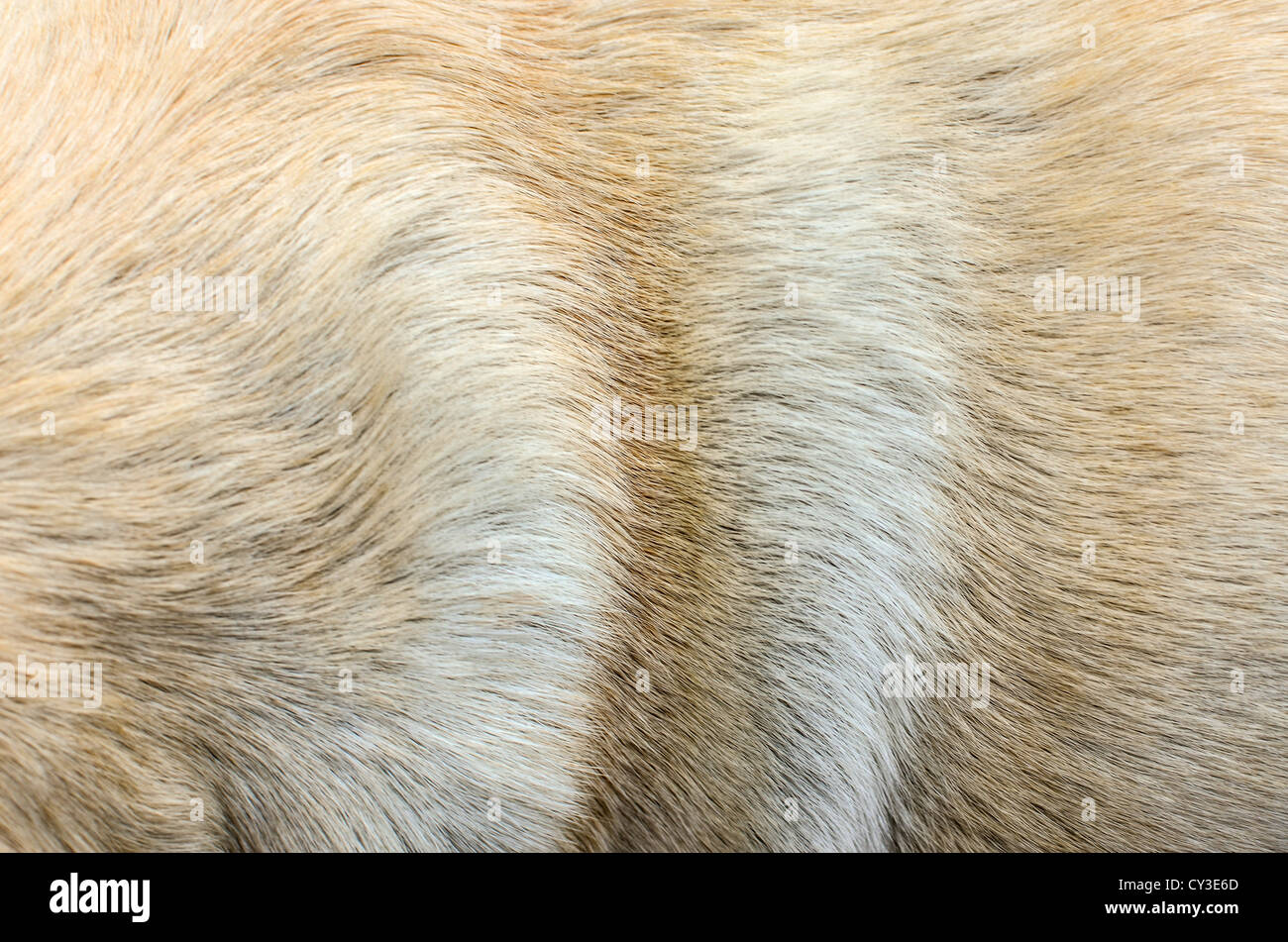 Dog hair background Stock Photo - Alamy