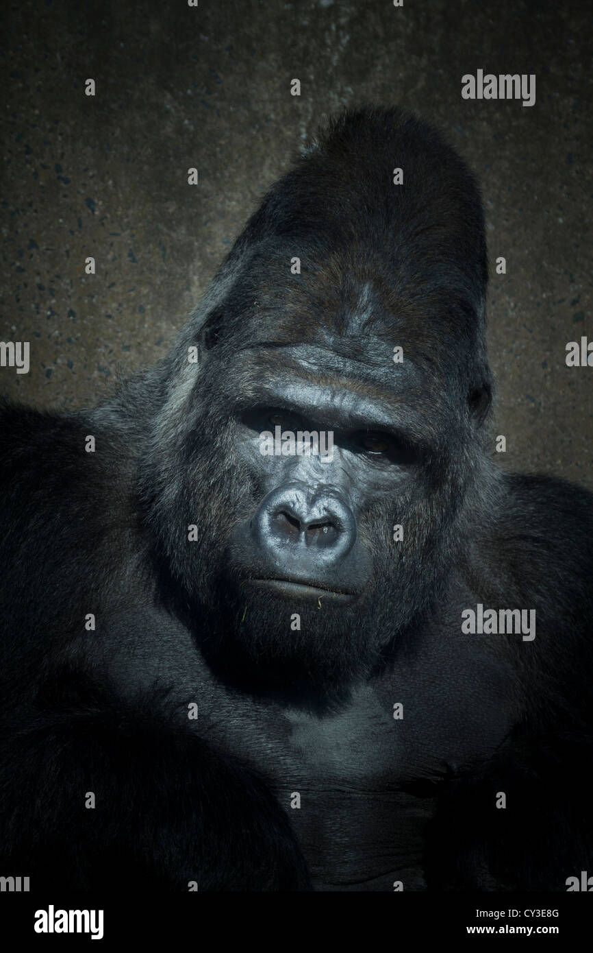 A big silverback gorilla close-up with a concrete background Stock ...