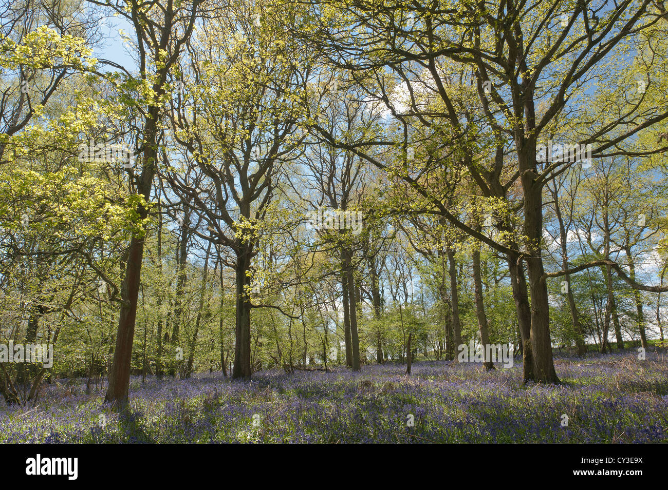 Bluebells beech oak and birch woodland in sunshine, spring rays of ...