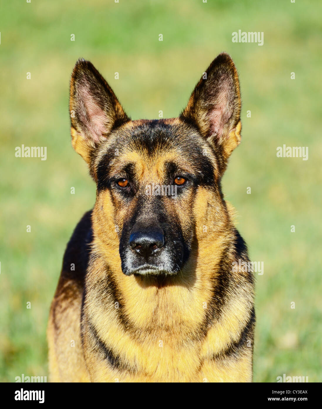 German Shepherd portrait Stock Photo - Alamy