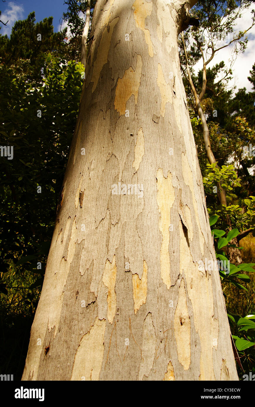 Eucalyptus tree trunk in a forest in New Zealand's north island Stock ...