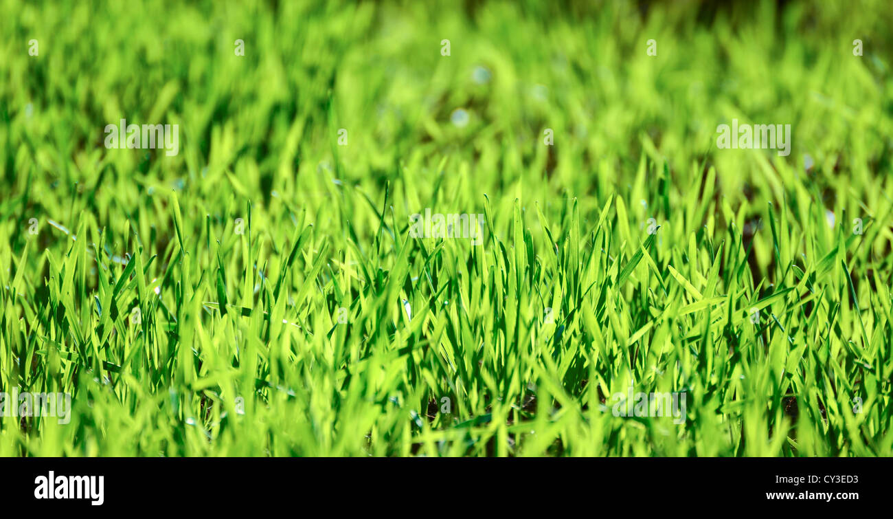 Field of young green wheat grass Stock Photo - Alamy