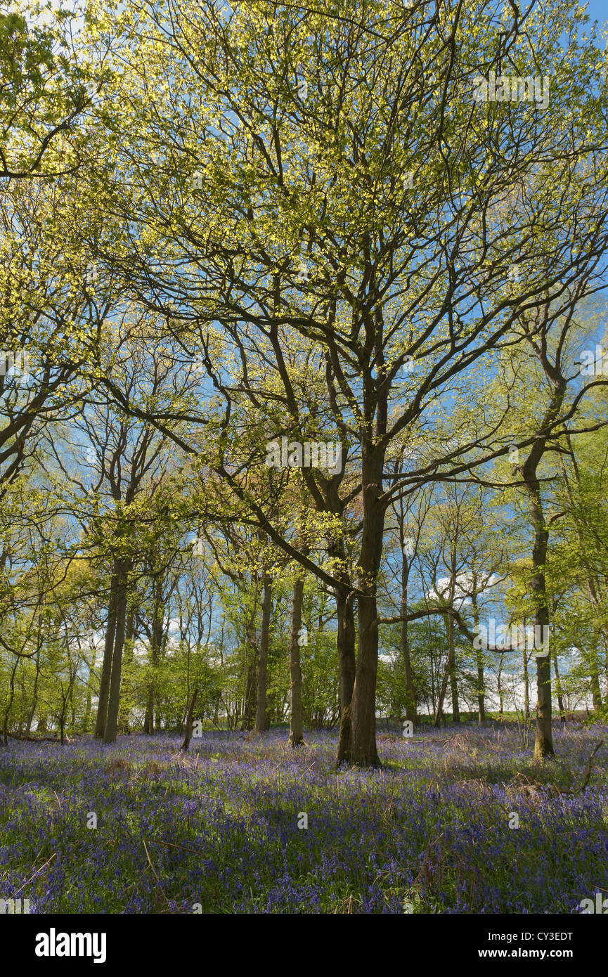 Bluebells beech oak and birch woodland in sunshine, spring rays of ...