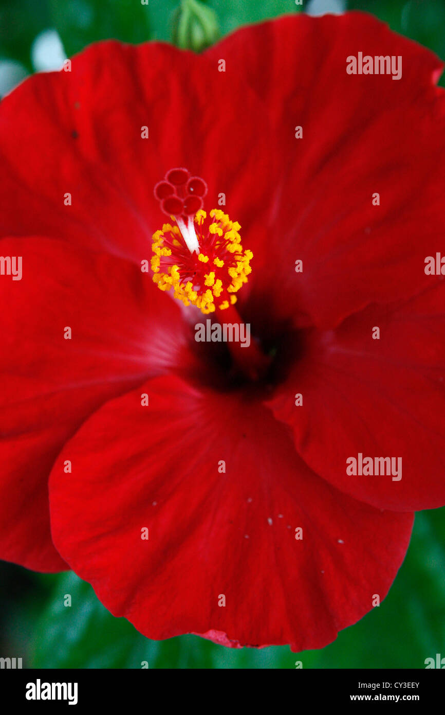 Hibiscus rosa sinensis flower close up Stock Photo - Alamy