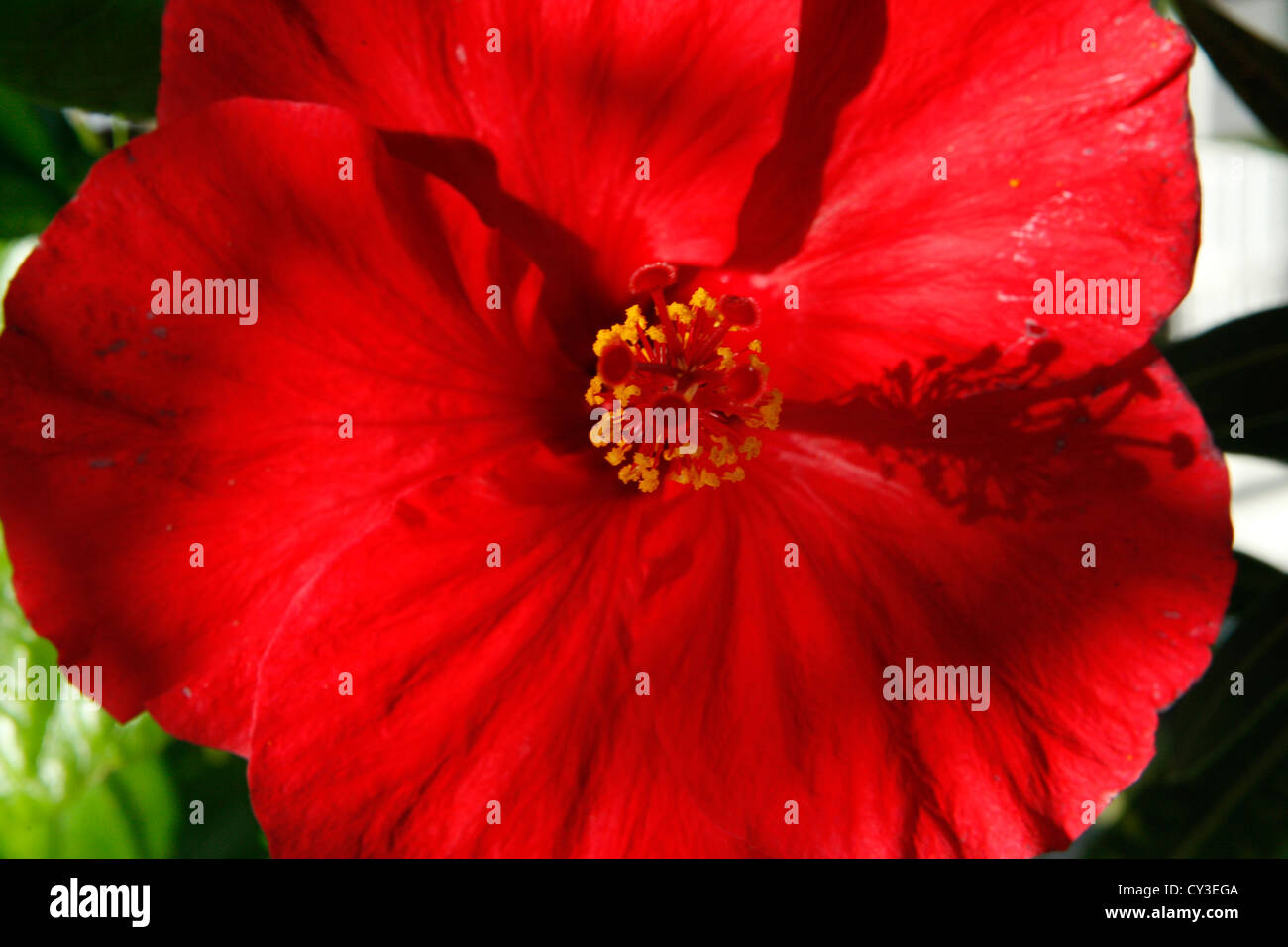 Hibiscus rosa sinensis flower close up Stock Photo - Alamy