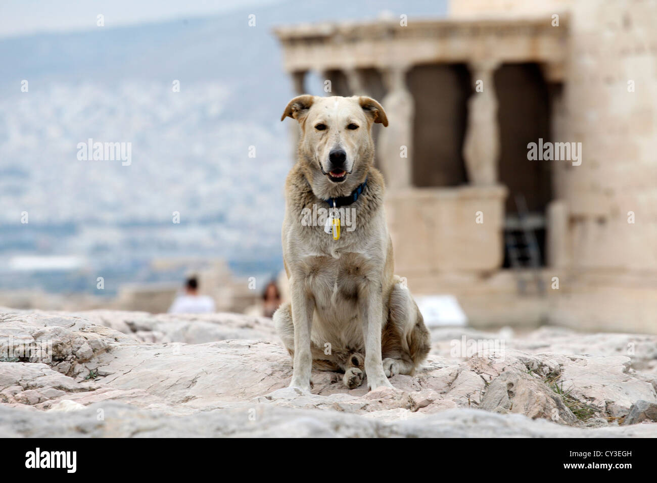 Parthenon dog hi-res stock photography and images - Alamy