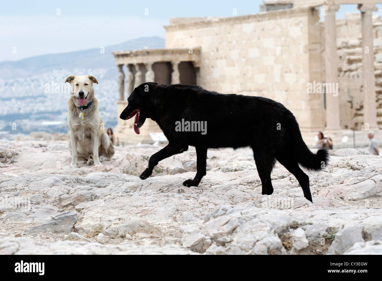 Stray dogs at the Acropolis with background the southern peristyle of ...