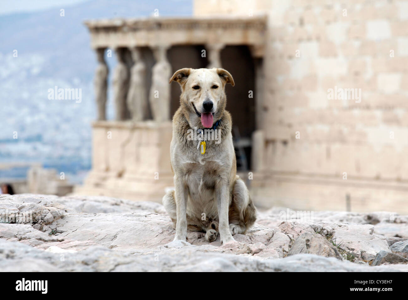 Parthenon dog hi-res stock photography and images - Alamy