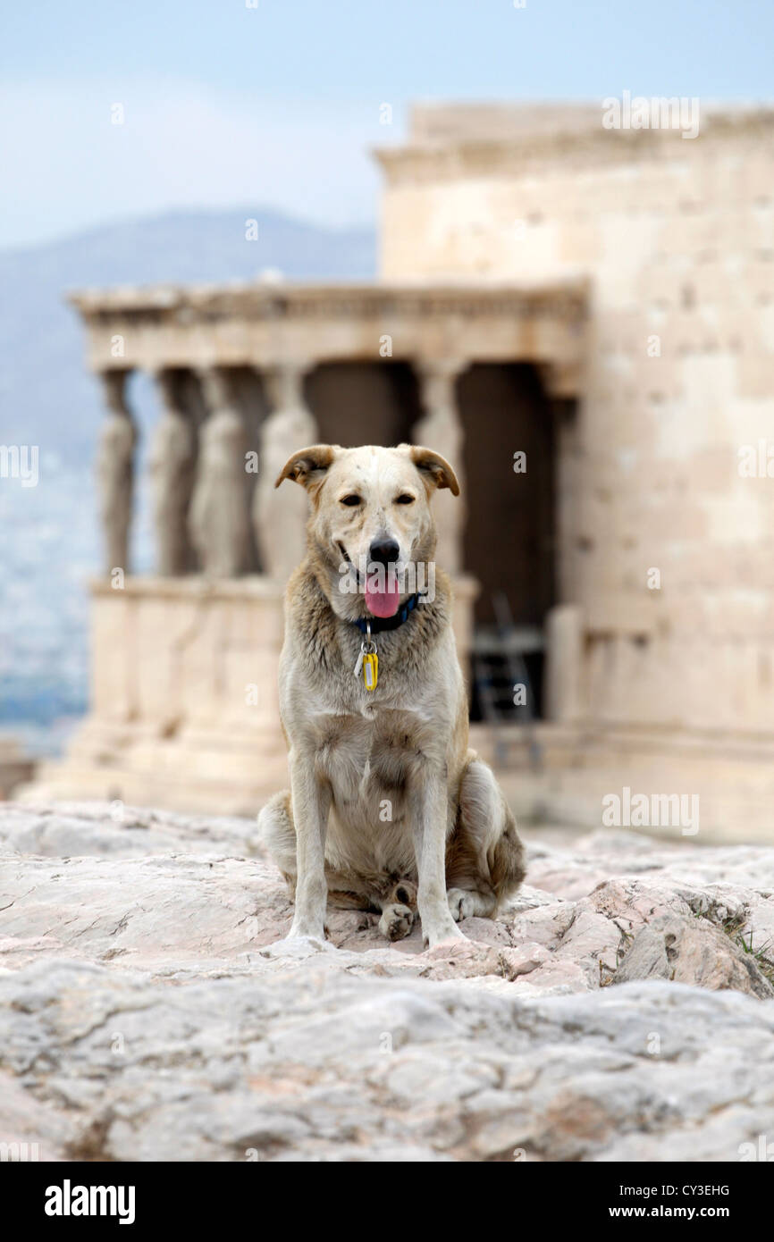 Parthenon dog hi-res stock photography and images - Alamy