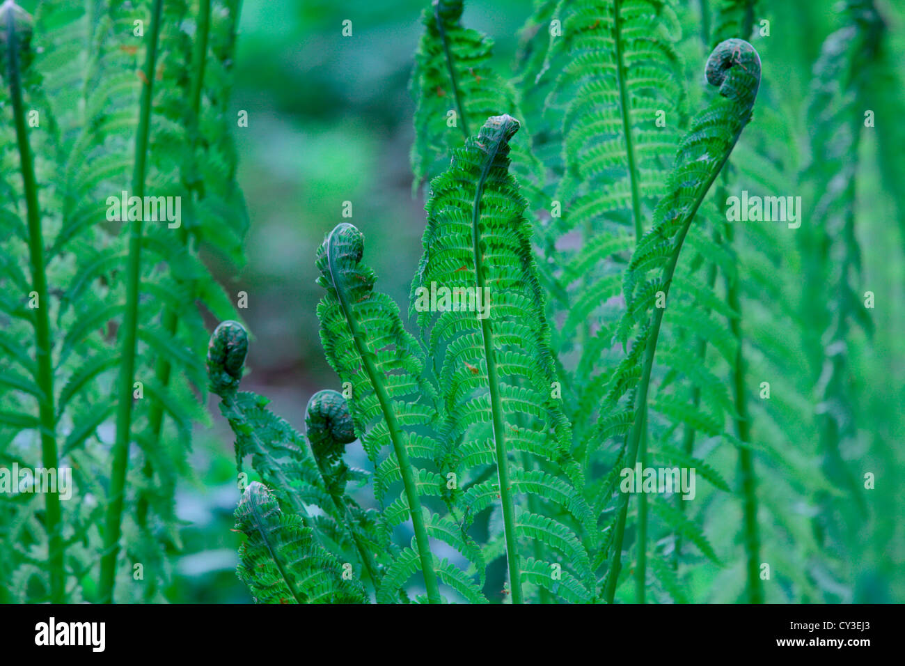 Leaf Unfolding High Resolution Stock Photography and Images - Alamy