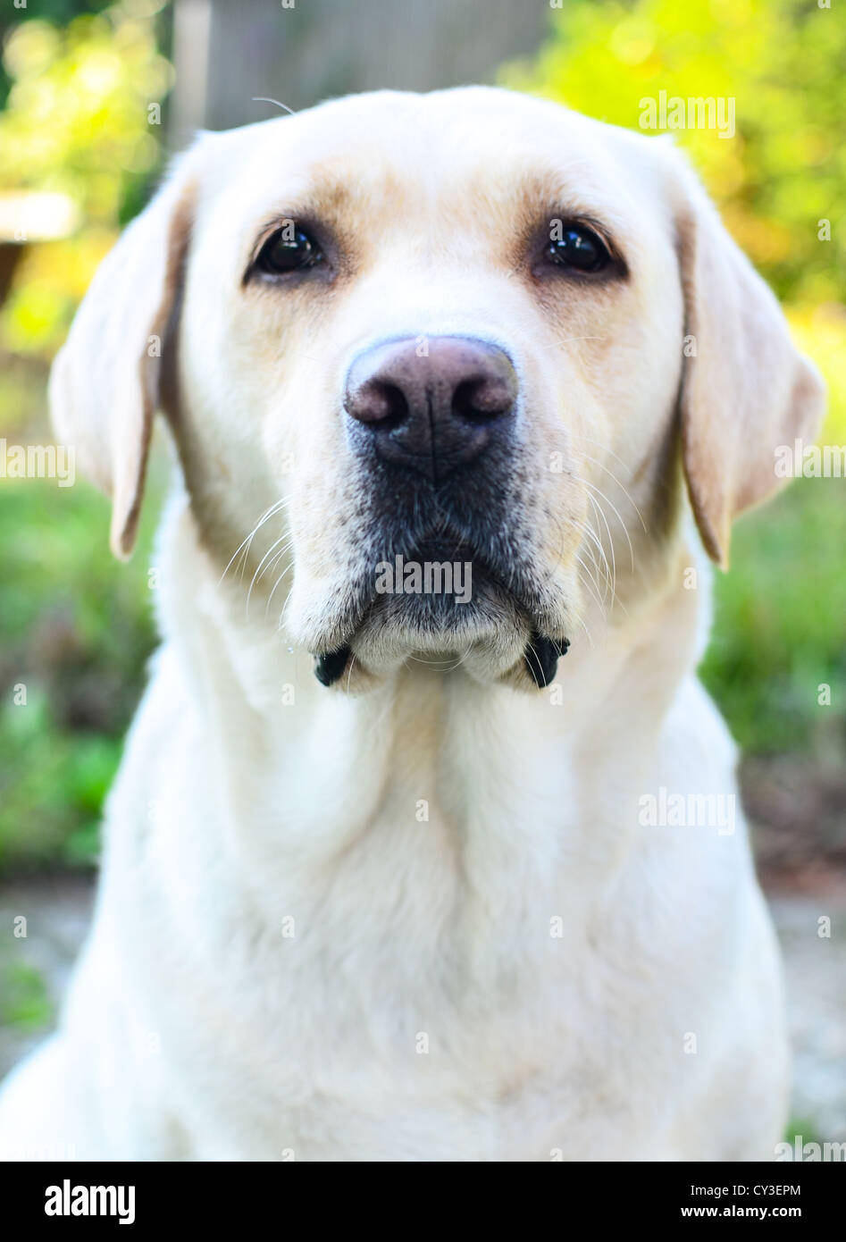 Labrador Retriever portrait Stock Photo - Alamy