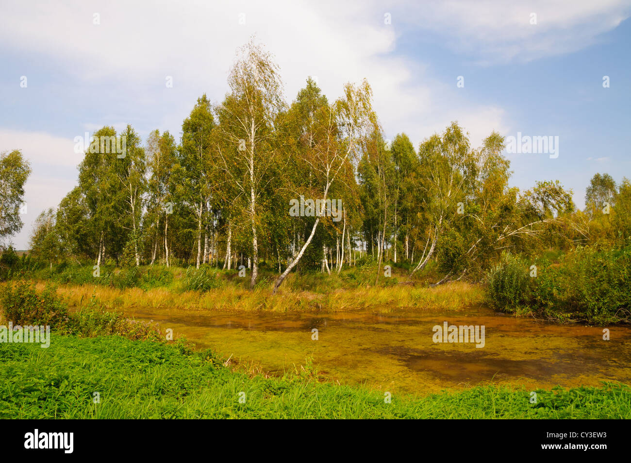 Birch deciduous hi-res stock photography and images - Alamy