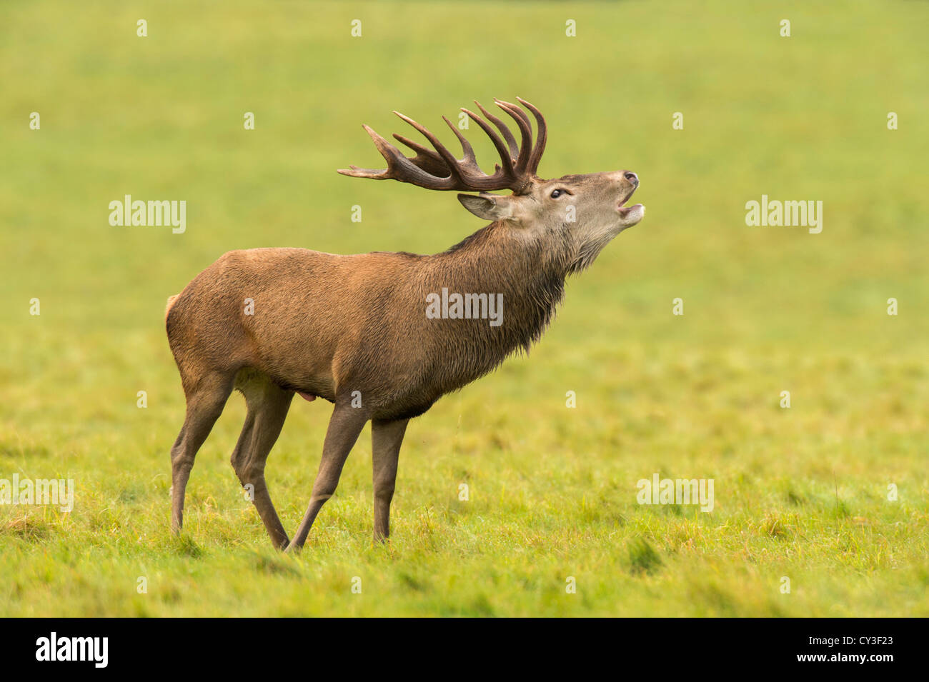 Fine Red Deer Stag calling Stock Photo - Alamy