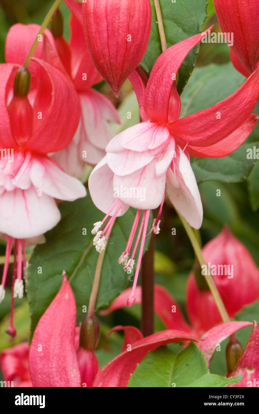 Flushed pink hi-res stock photography and images - Alamy