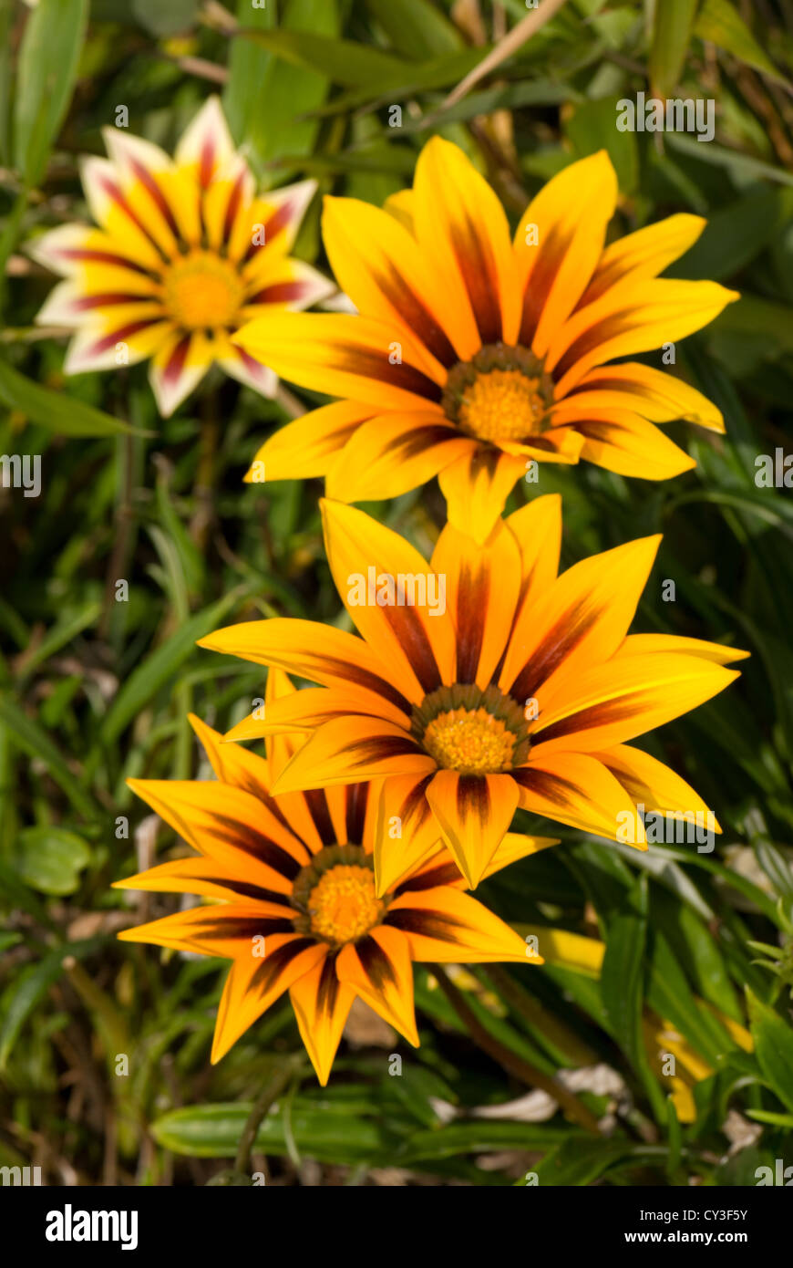 Gazanias...also known as treasure flowers Stock Photo - Alamy